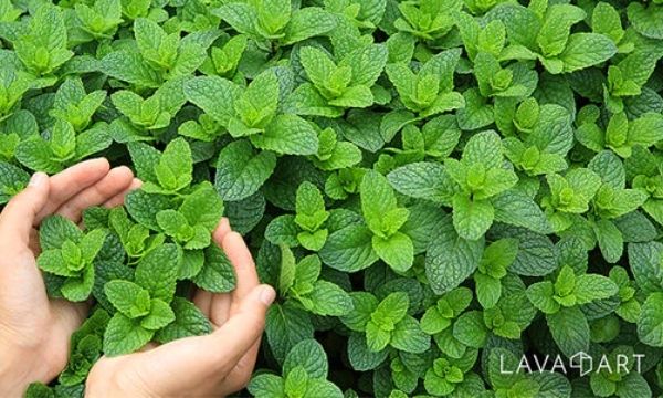 Peppermint: The Skin Care Hero! – Lava Art Cosmetic Australia